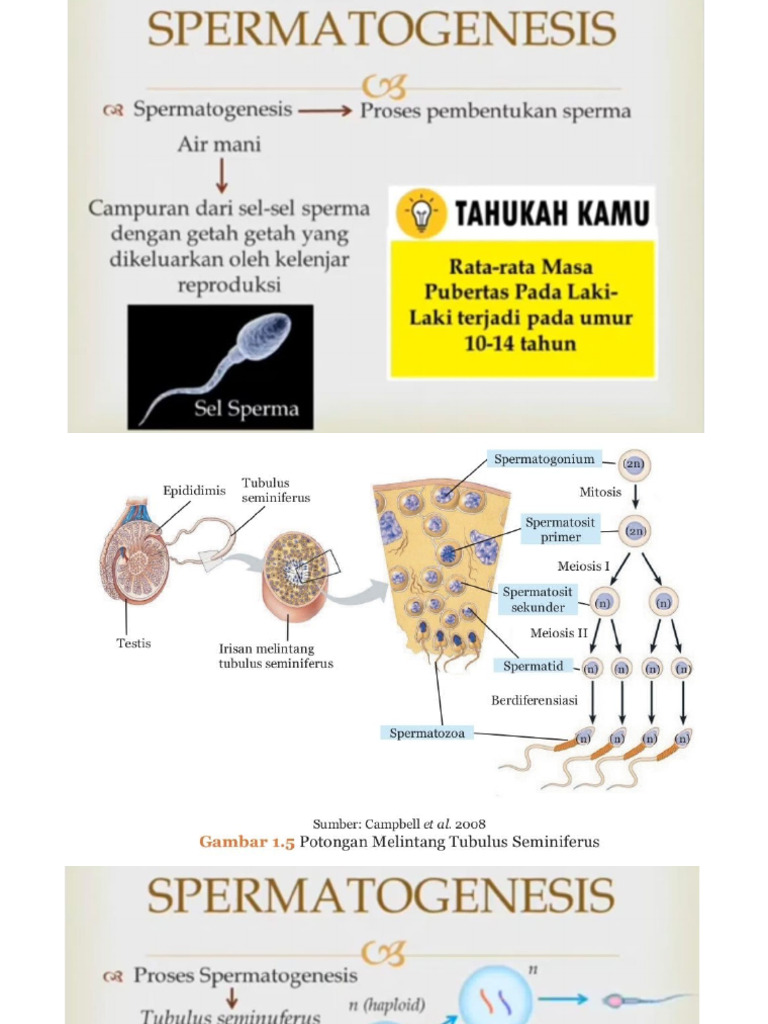 Spermatogenesis Dan Oogenesis | PDF