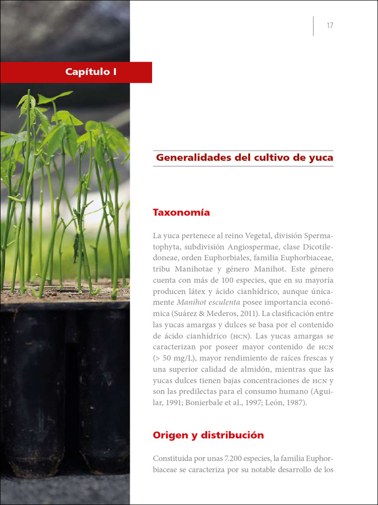 Generalidades Del Cultivo de Yuca | PDF