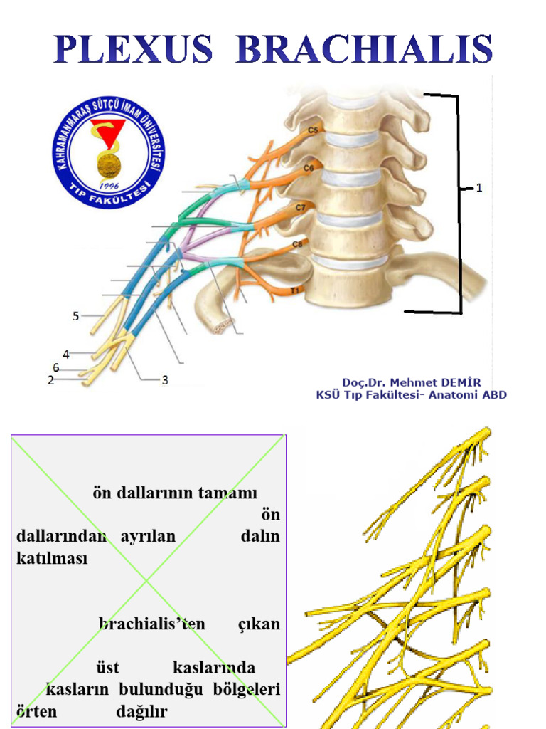 3.pleksus Brachi̇ali̇s 2021 | PDF