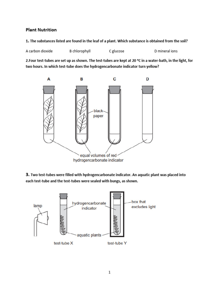 Plant Photosynthesis Quiz | PDF | Leaf | Photosynthesis