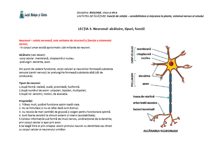 U1.L3.Neuronul - Alcătuire, Tipuri, Funcții | PDF
