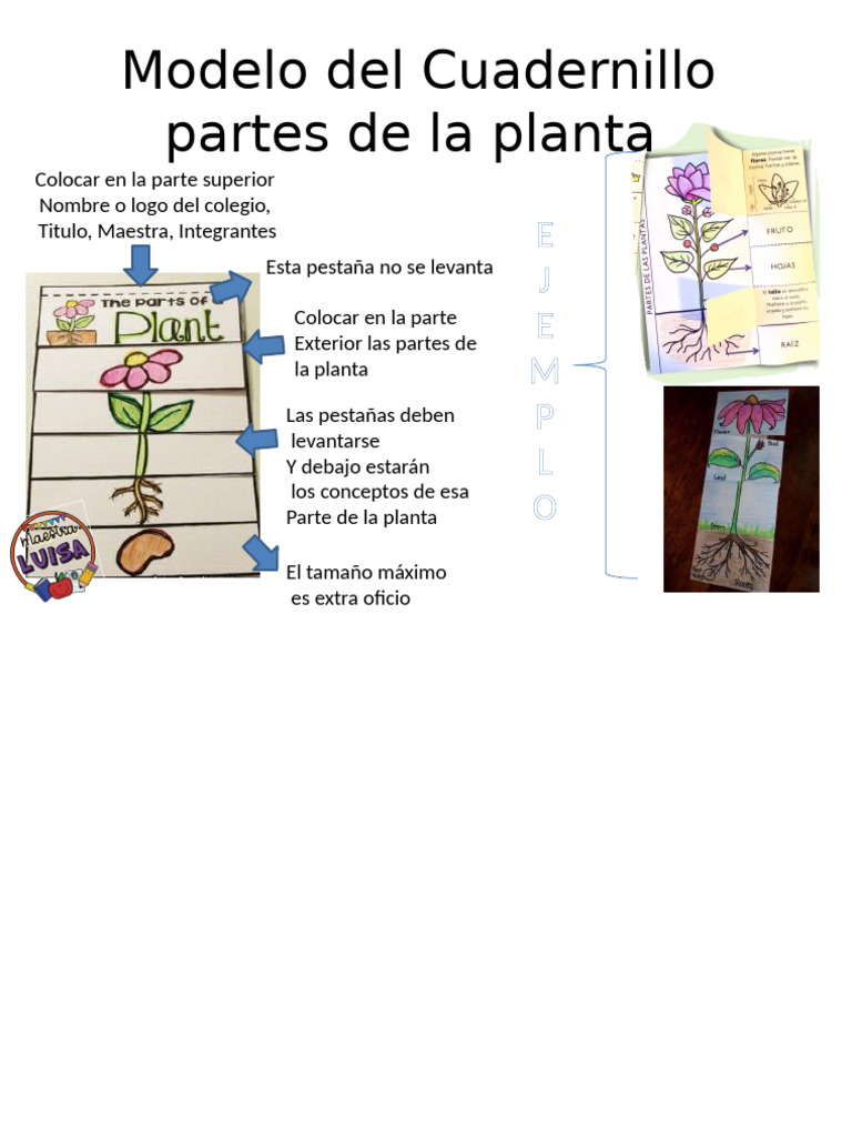 Modelo Del Cuadernillo Partes de La Planta | PDF