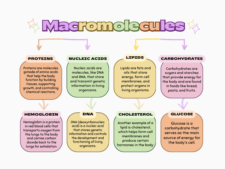 Macro Molecules | PDF