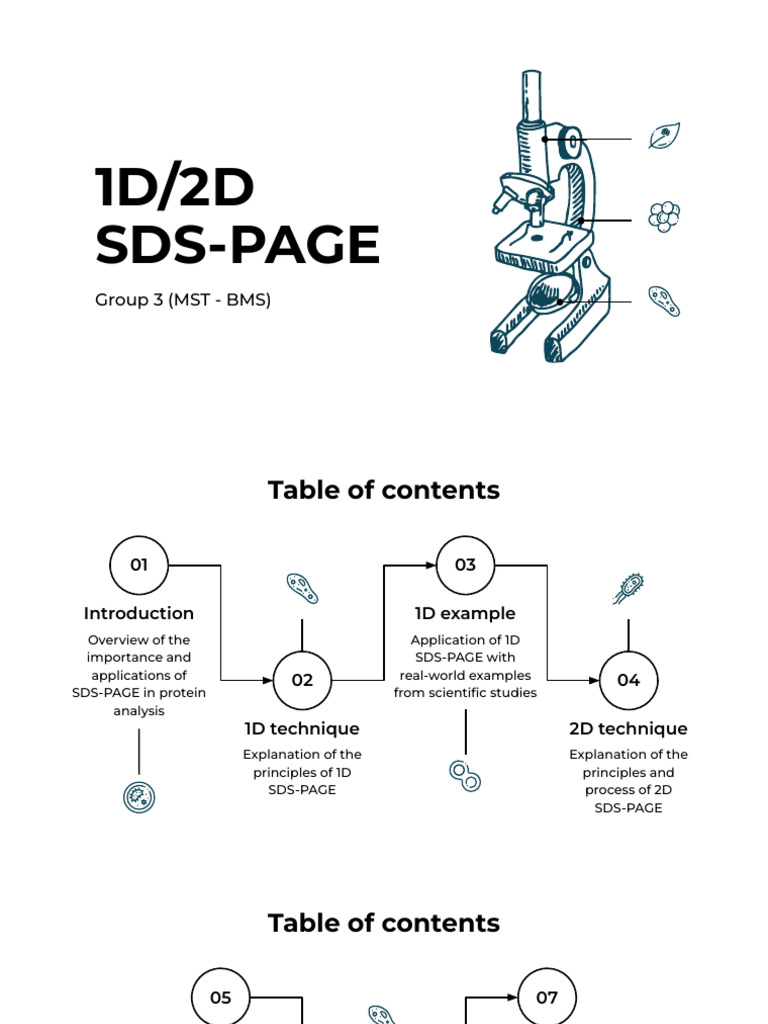 SDS-PAGE & Protein Separation Methods - Group B.3 | PDF