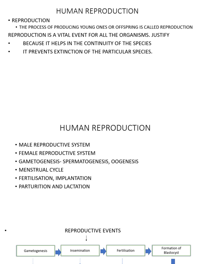 HUMAN REPRODUCTION- MALE REPRODUCTIVE SYSTEM | PDF