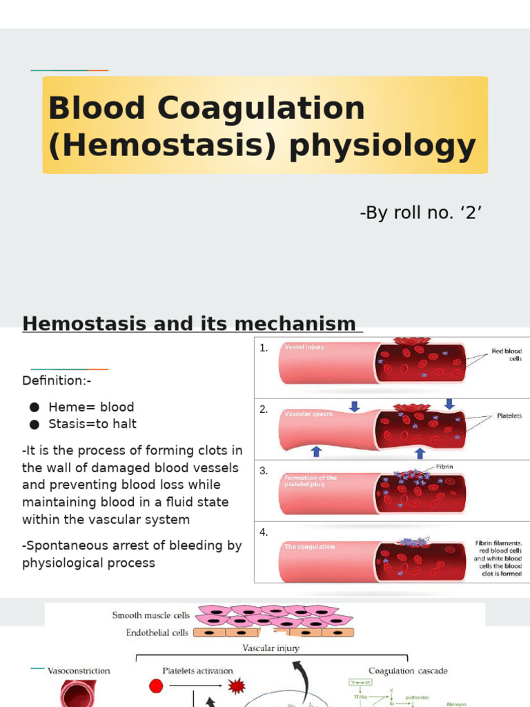 Blood Coagulation Physiology | PDF