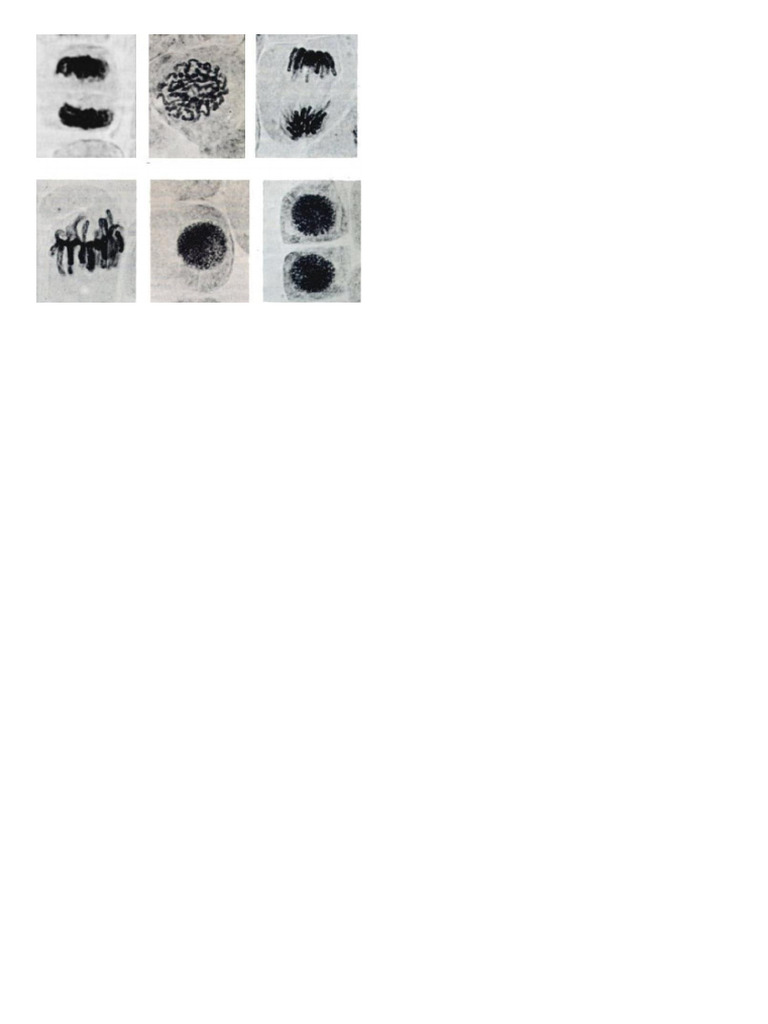 TP1 Clichés Mitose | PDF