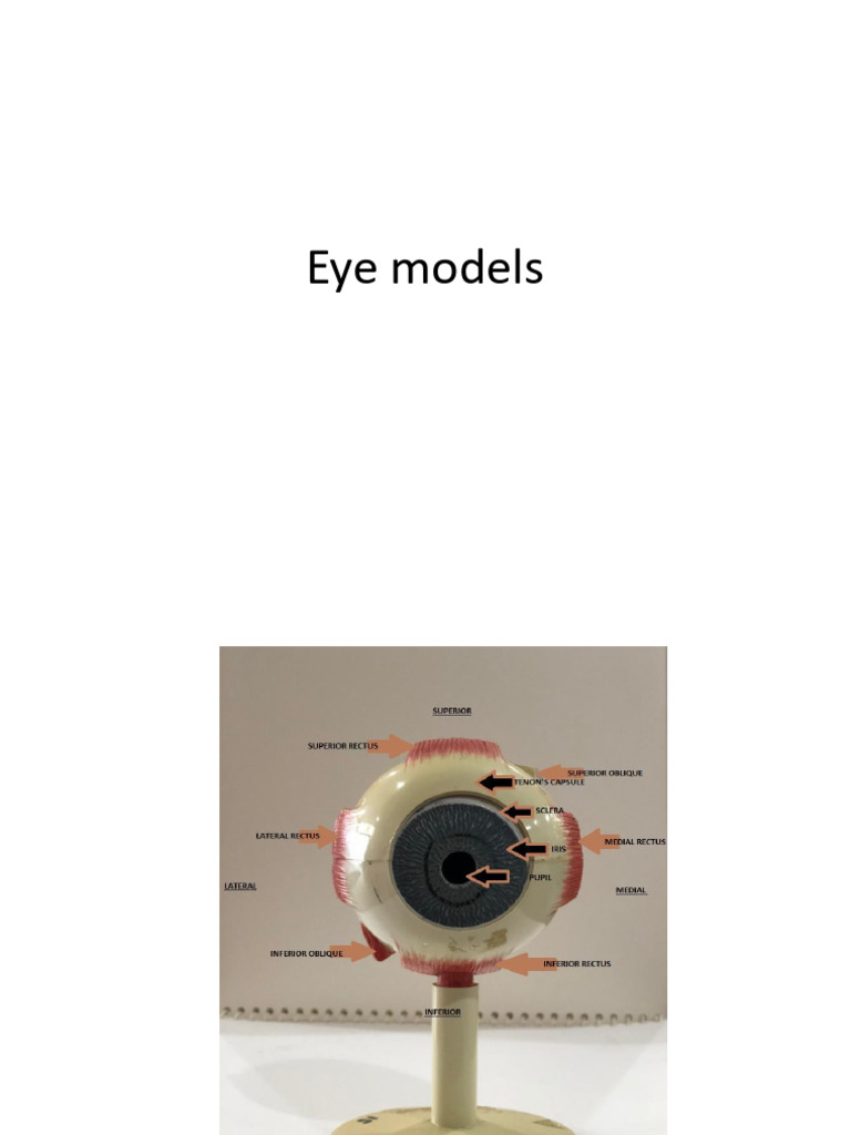 Eye Models | PDF