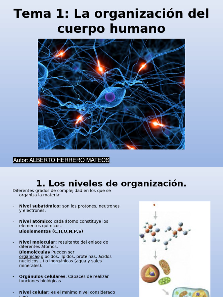 Tema 1 La Organización Del Cuerpo Humano 2020 Pdf