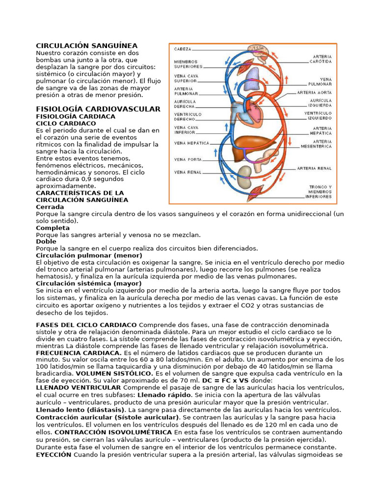 Circulación Sanguínea | PDF | Sistema circulatorio | Corazón