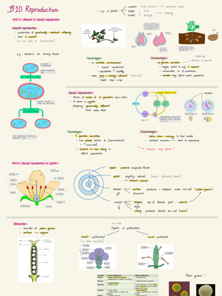 B10.1-2. - Asexual Reproduction + Sexual Reproduction Plant | PDF