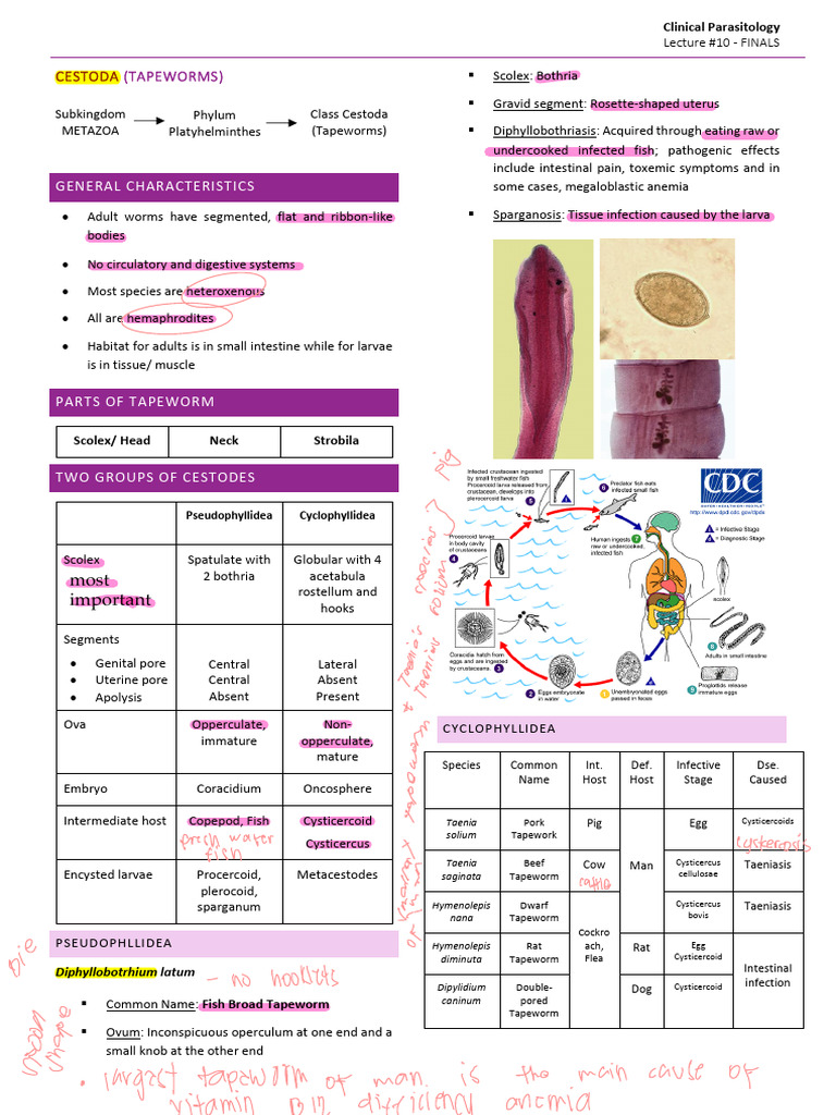 Copy of Parasitology (Lect #10) Trans | PDF
