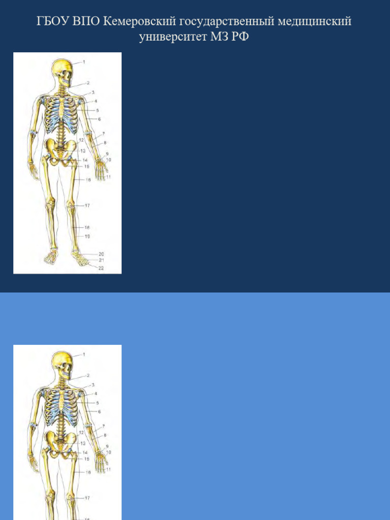 Bones Eng | PDF