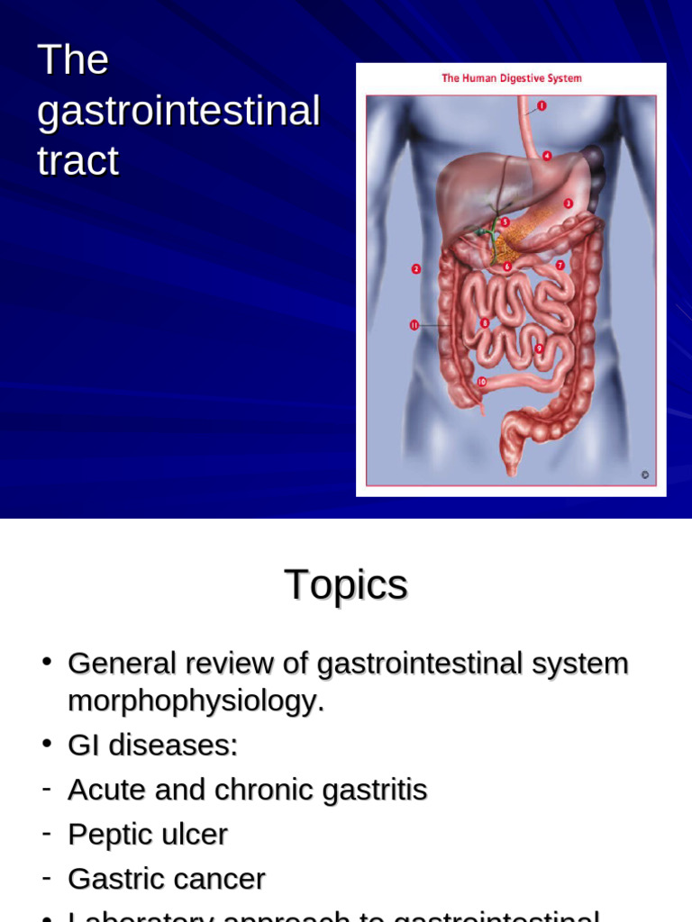 01 - The Gastrointestinal Tract | PDF