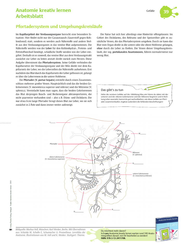 2 Leber WDH Pfortadersystem | PDF