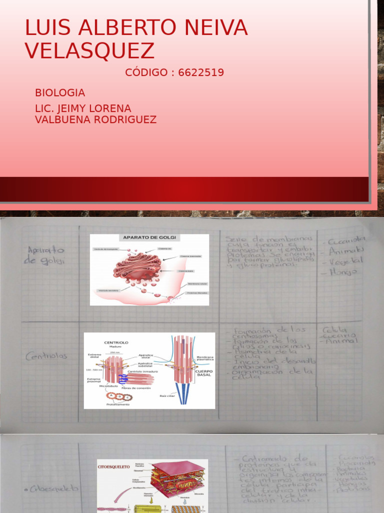 Luis Alberto Neiva Velasquez | PDF