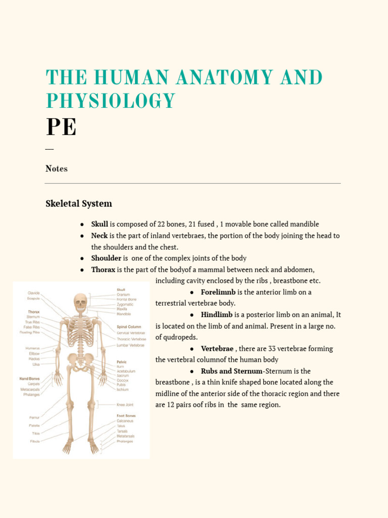 Human Skeletal System Overview | PDF | Skeleton | Anatomical Terms Of ...