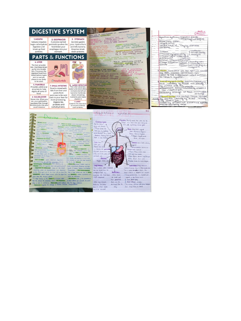 Digestive System | PDF