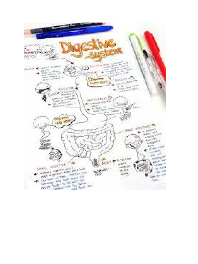 Digestive System | PDF