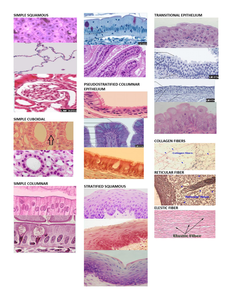Tissue Types | PDF