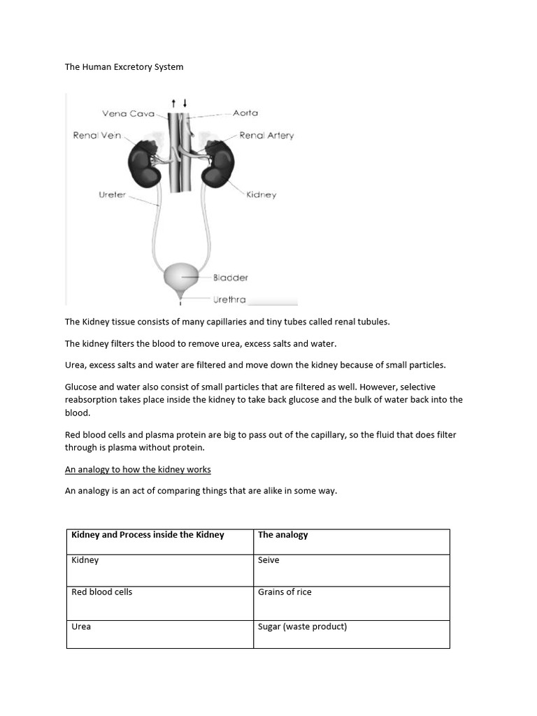 Human Excretory System Pdf