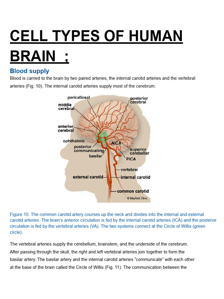 Cell Types of Brain | PDF