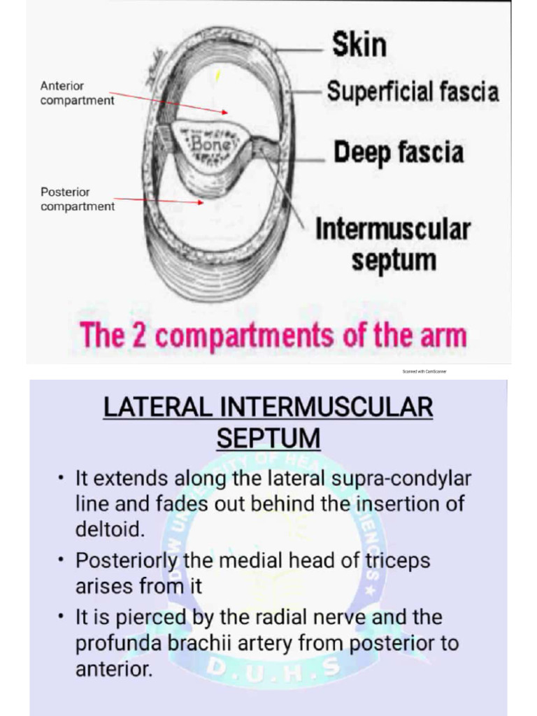 Compartment of Arm | PDF