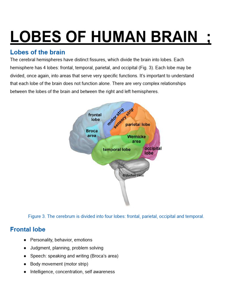 Lobes of Brain | PDF