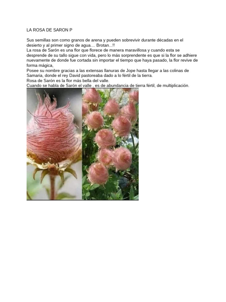 Rosa de Sarón: Flor de Resiliencia y Belleza | PDF