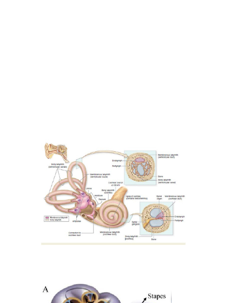 Organ of Corti | PDF | Science & Mathematics