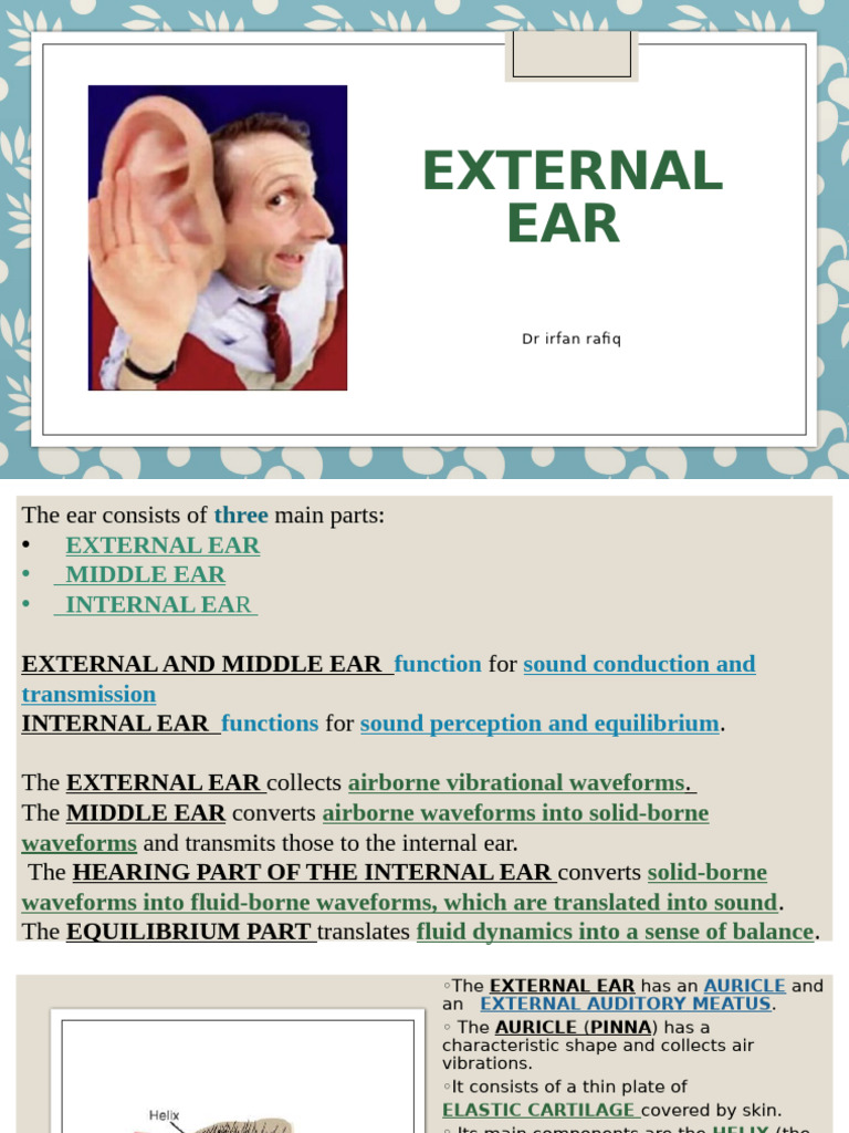 External Ear | PDF