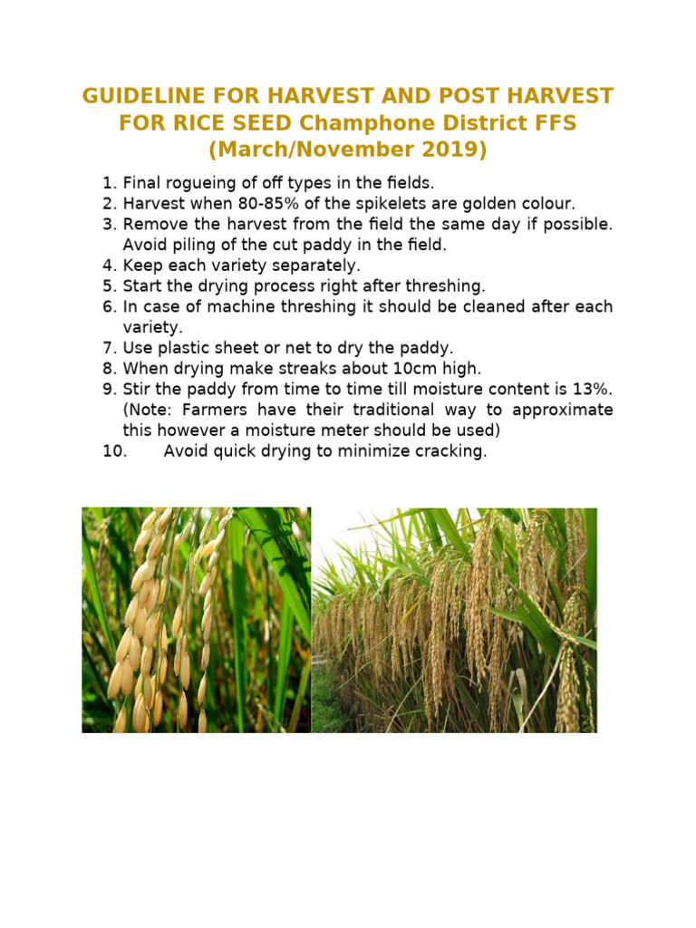 Rice Seed Harvest Guide | PDF