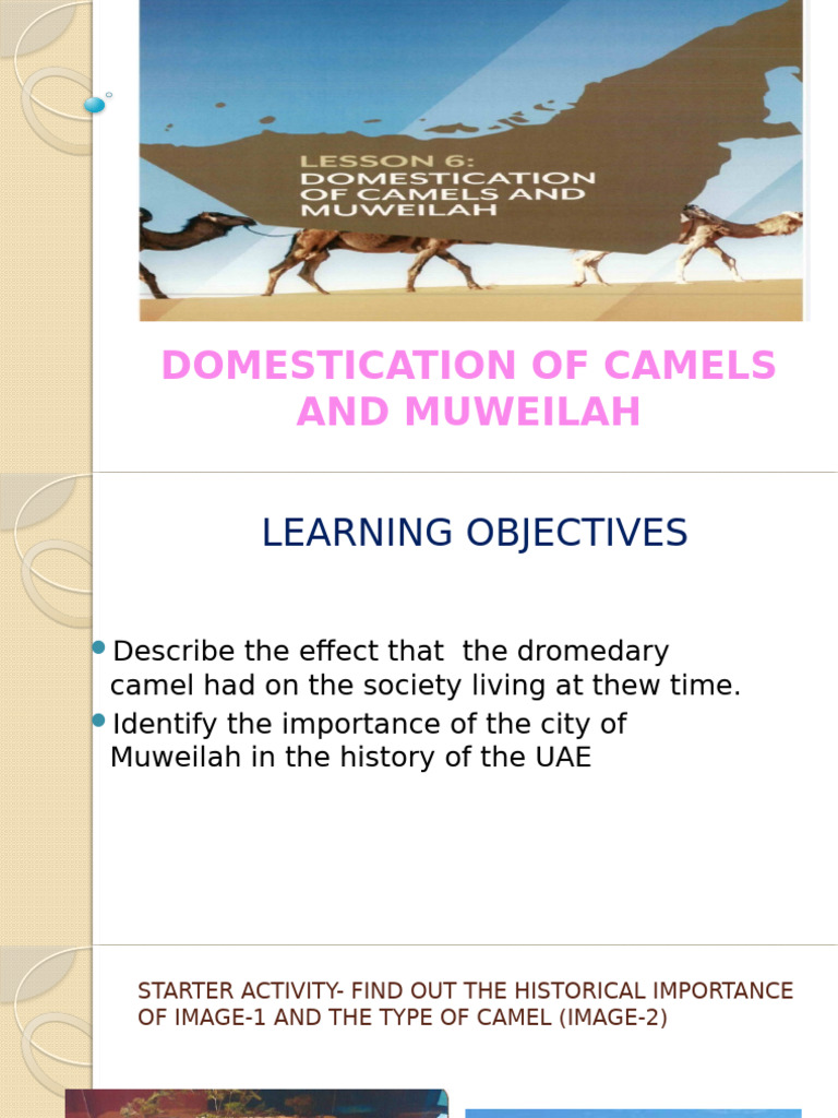 Domestication of Camels and Muweilah | PDF