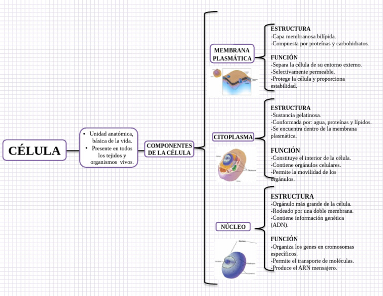 Cuadro Sinoptico de La Celula (1) | PDF
