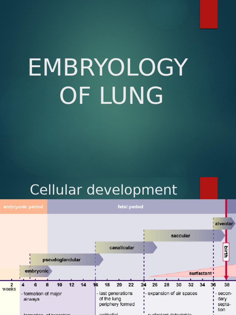 Embryology of Lung | PDF