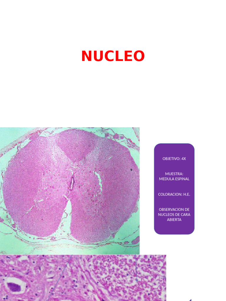 NUCLEO | PDF