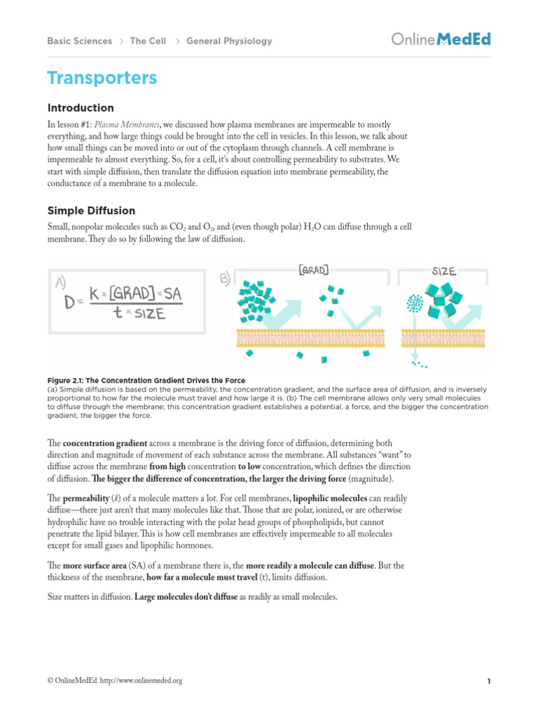 02 - Transporters | PDF