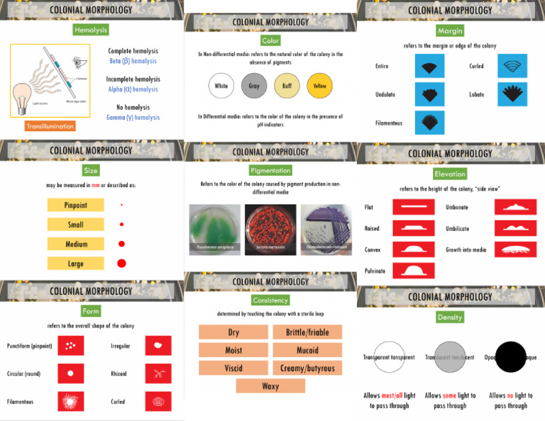 Colonial Morphology | PDF