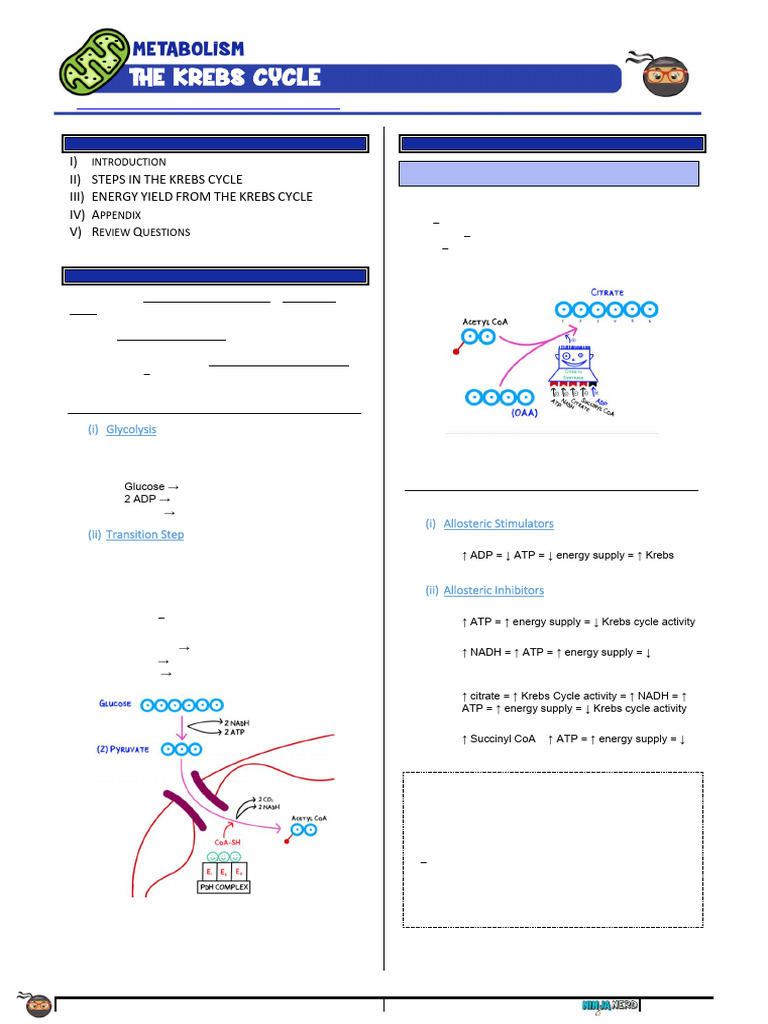 The Krebs Cycle Atf | PDF