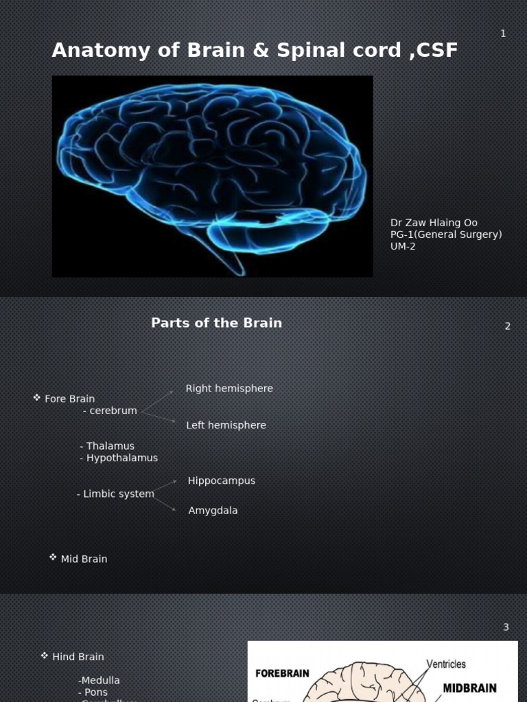 Brain | PDF