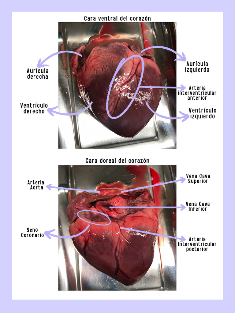Disección de Corazón de Cerdo | PDF