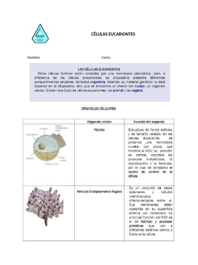 Células Eucariontes: Características Clave | PDF