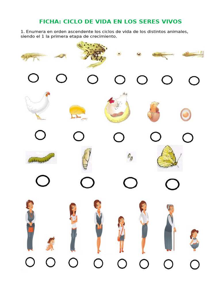 Ficha Ciencias - Ciclo de Vida de Los Seres Vivos 2 | PDF
