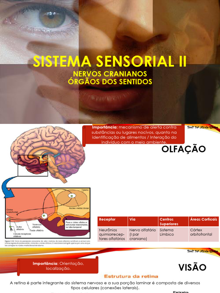 Aula Sensorial II | PDF