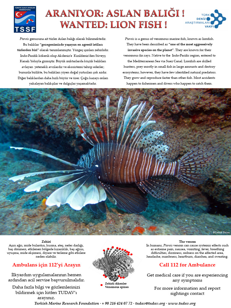 Tudav Lionfish Poster Mat | PDF