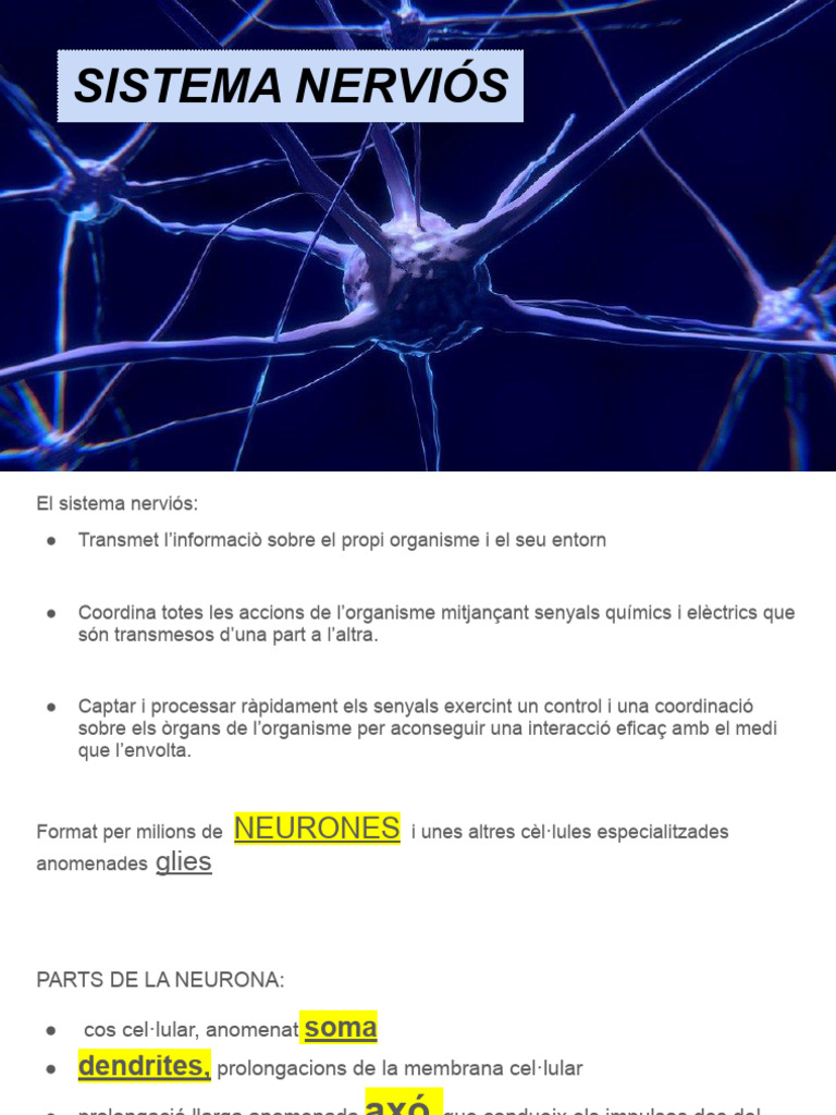 Sistema Nerviós | PDF