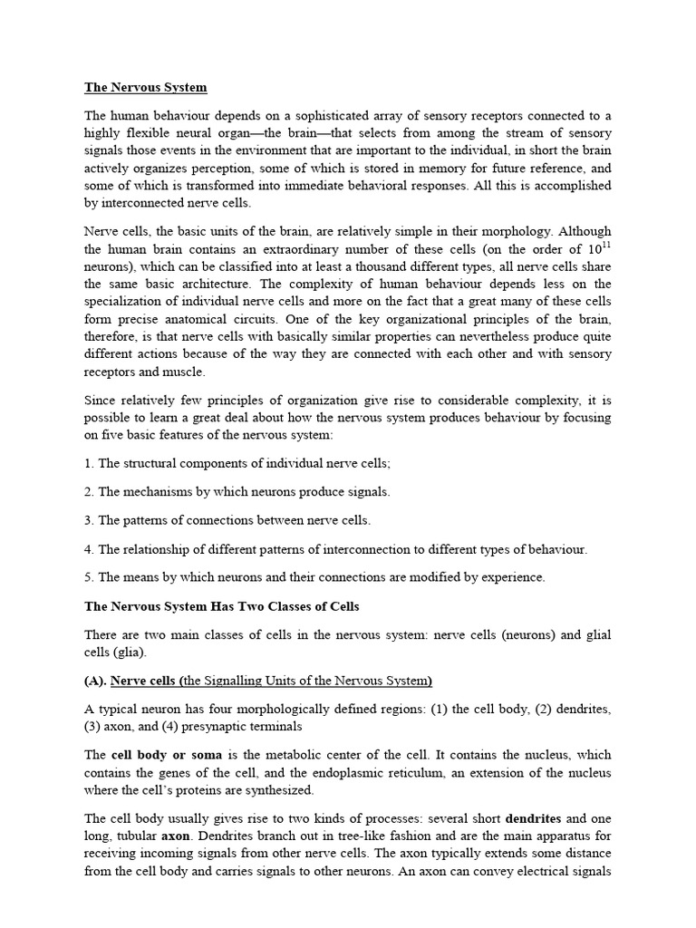 Nervous System Class Notes1 | PDF