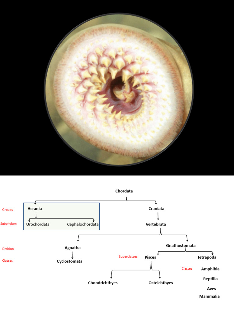 Chordata Lec 3class Cyclostomata | PDF