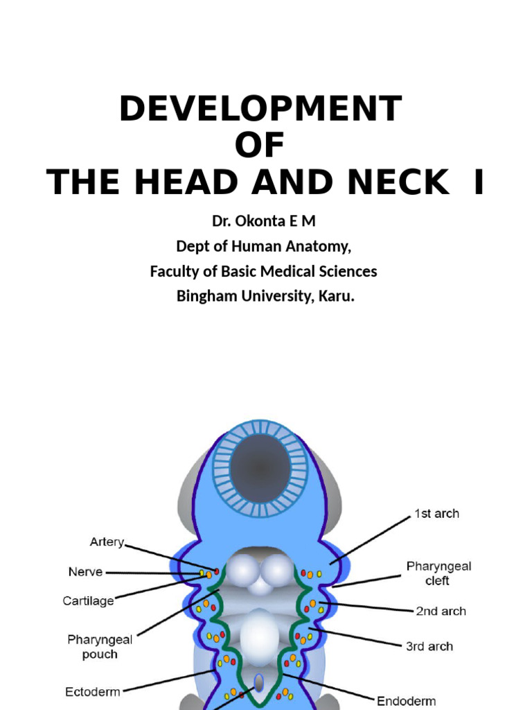 DVPT Head and Neck I Okonta E M | PDF