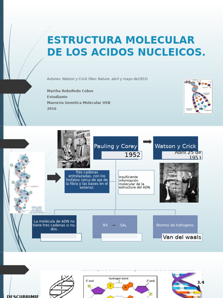 Estructura Molecular de Los Acidos Nucleicos | PDF | Adn | Replicación De Adn